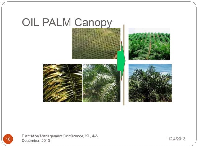 Production force management on oil palm | PPTX