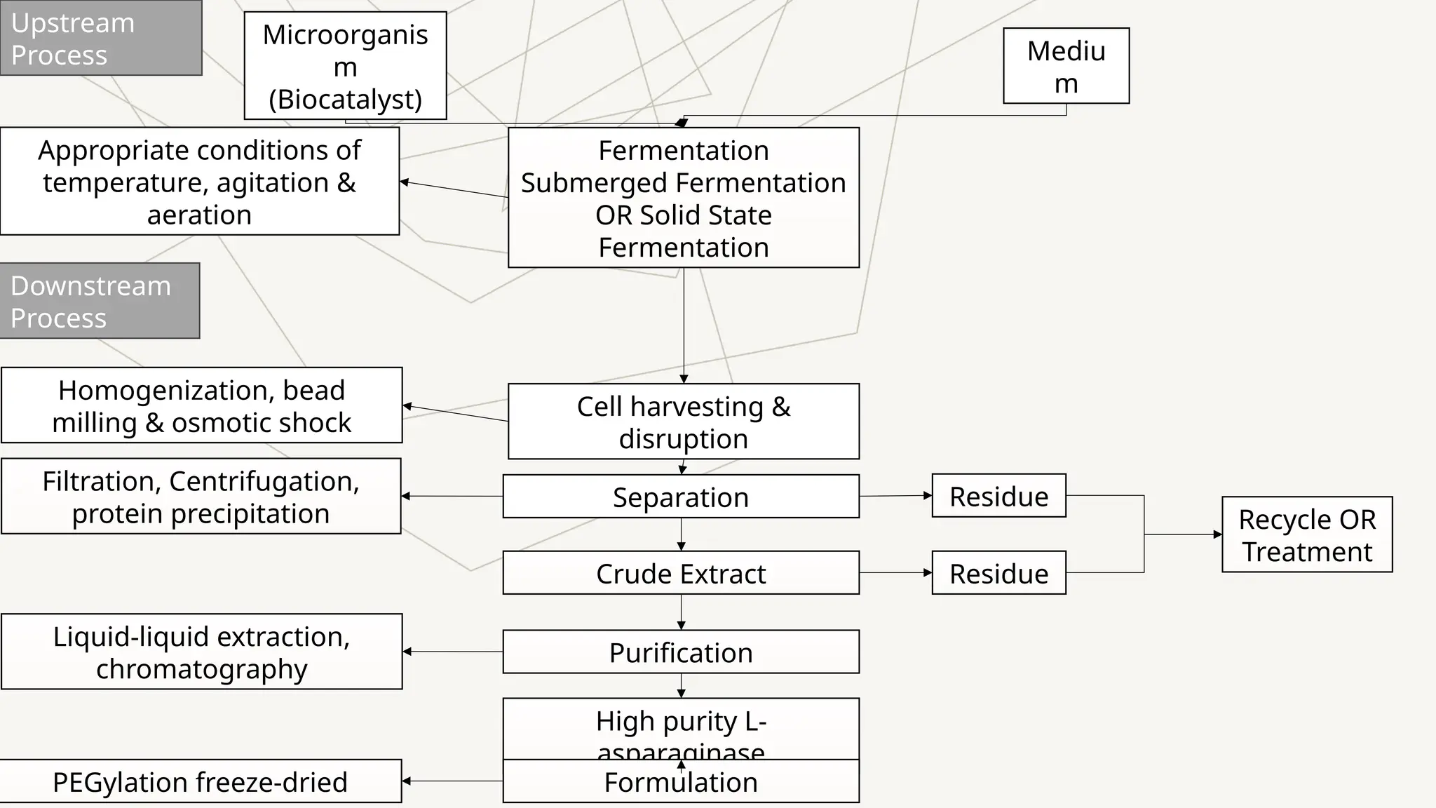 Production of Asparaginase Enzyme, An Antitumor Agent | PPTX