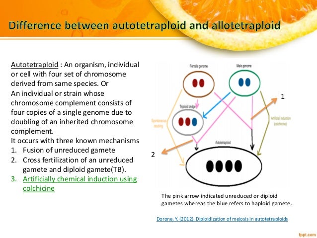 Production of autotetraploid citrus plant using active