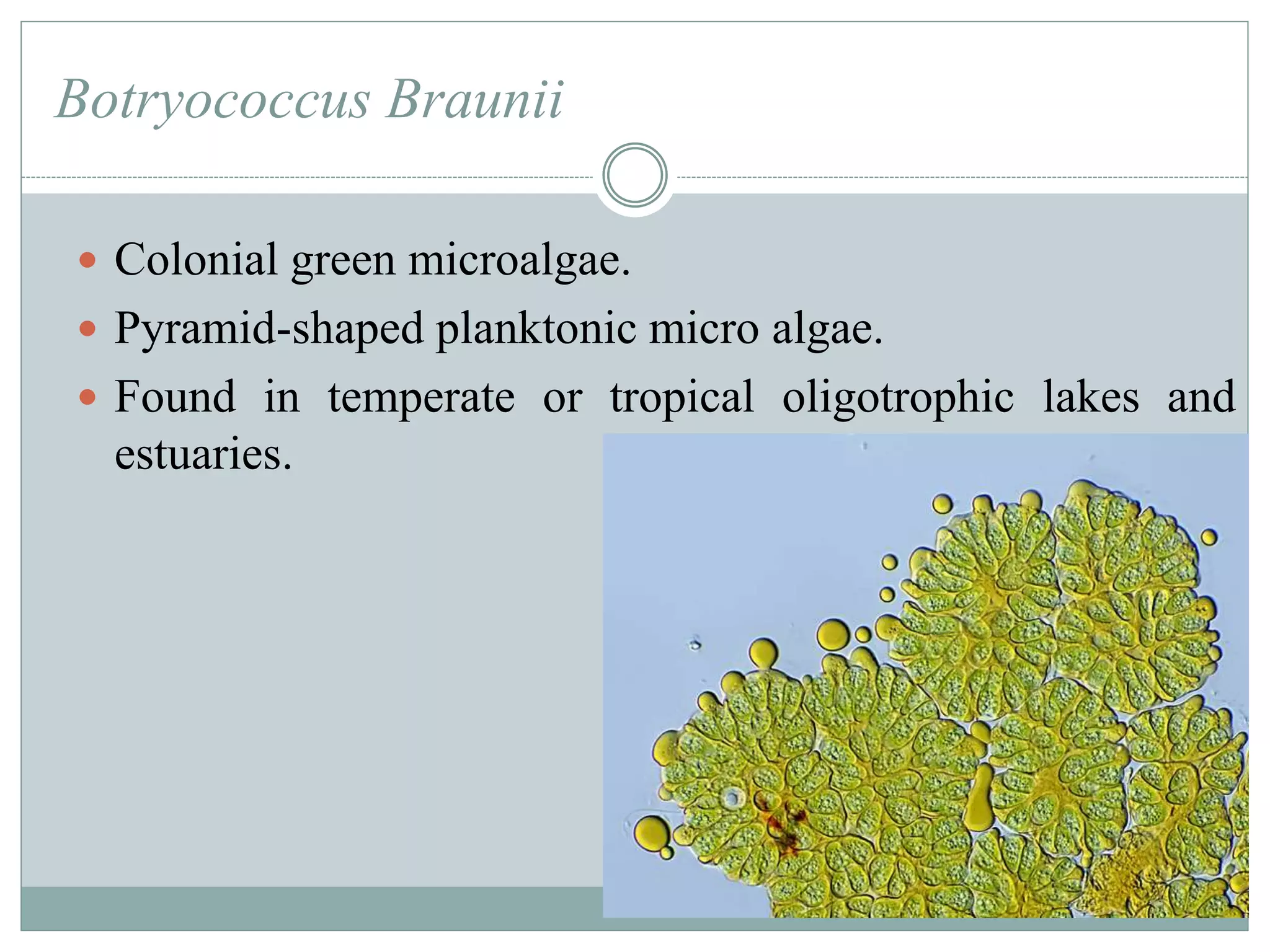 Production of biodiesel from botryococcus braunii | PPTX