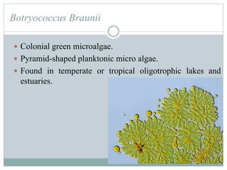 Production of biodiesel from botryococcus braunii | PPTX