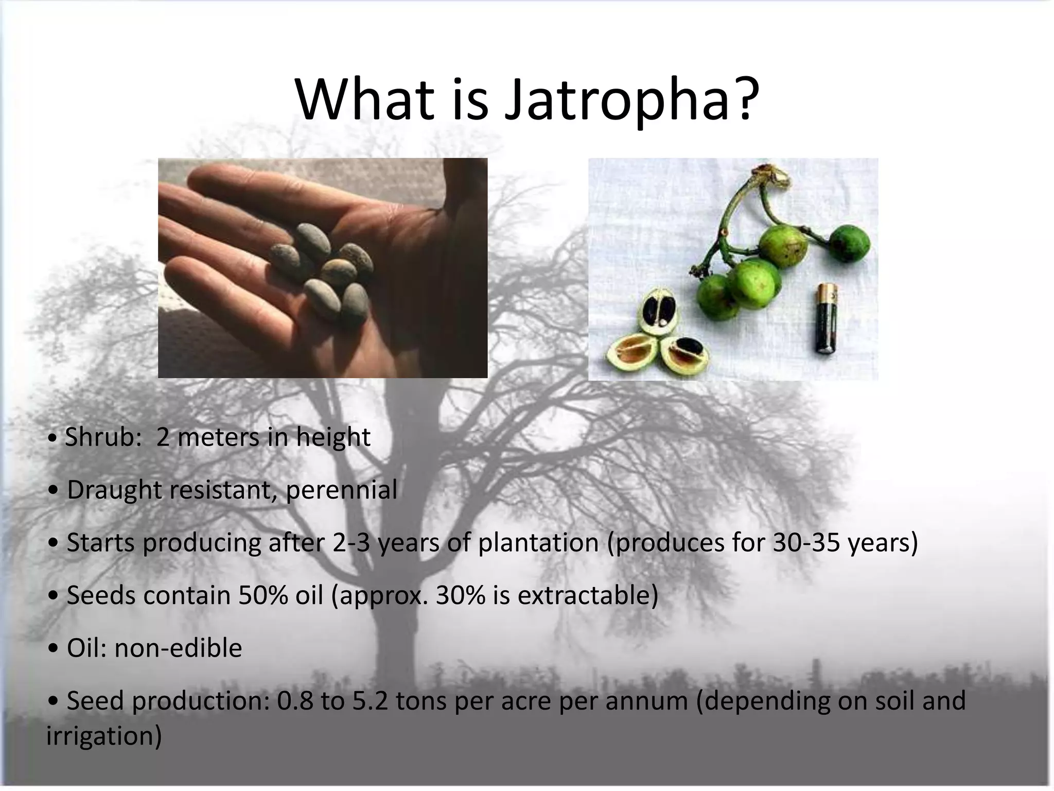 Production of biodiesel from jatropha plant | PPTX