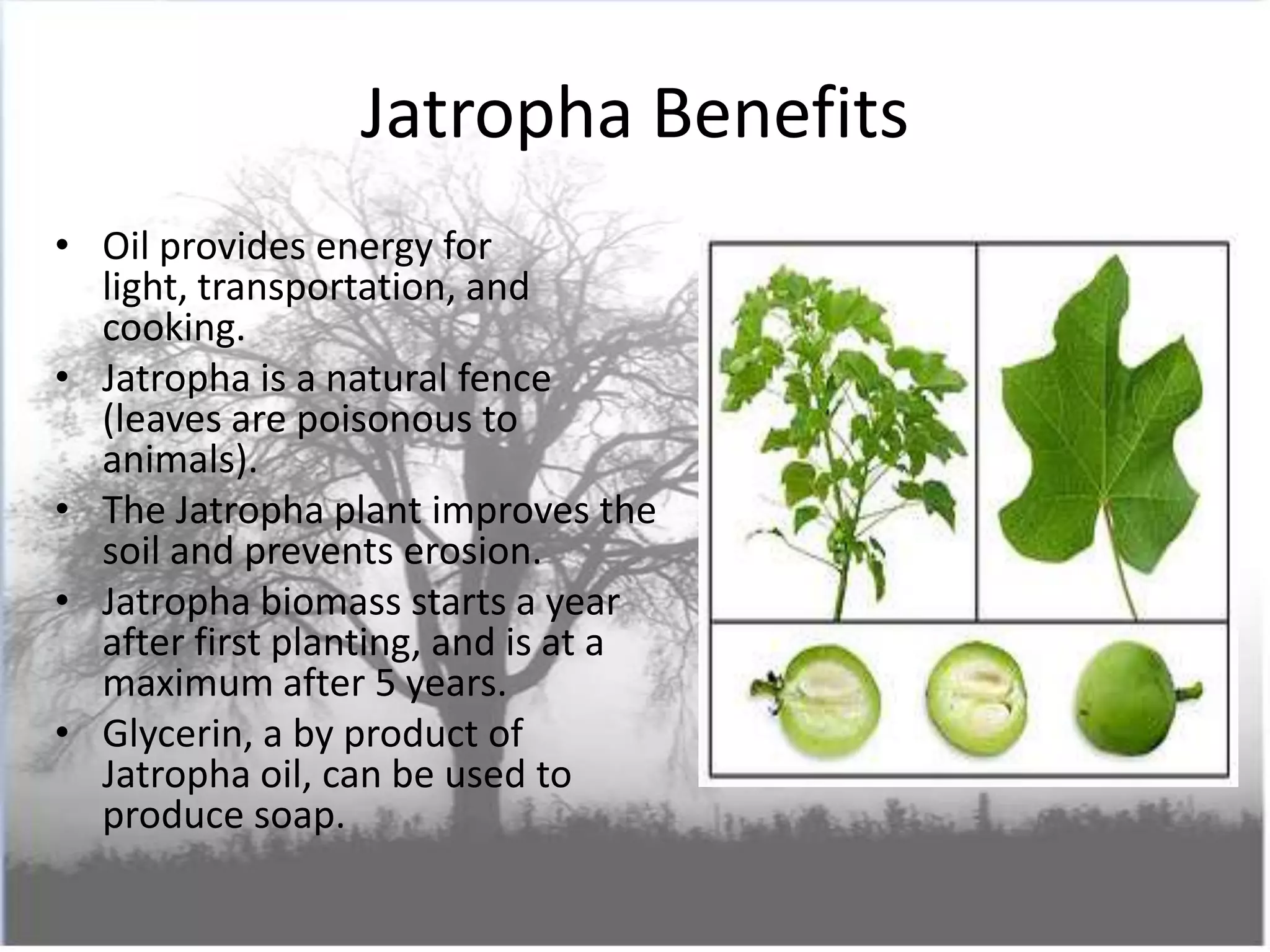 Production of biodiesel from jatropha plant | PPTX