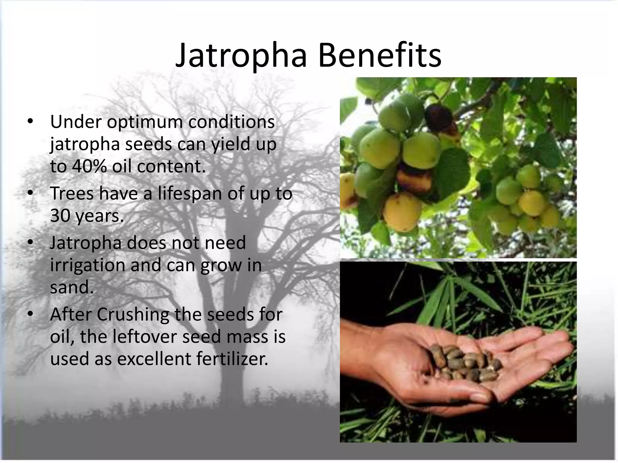 Production of biodiesel from jatropha plant | PPTX