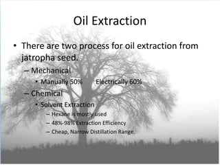 Production of biodiesel from jatropha plant | PPTX