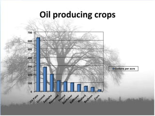 Production of biodiesel from jatropha plant | PPTX