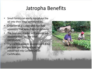 Production of biodiesel from jatropha plant | PPTX