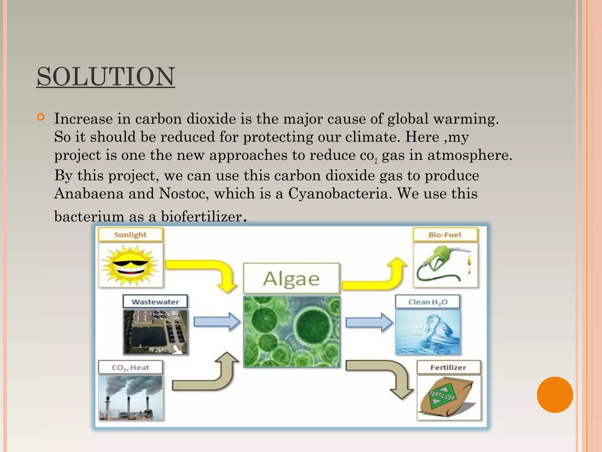 Production of biofertilizer(anabaena and nostoc) using co2 | PPT