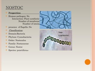 Production of biofertilizer(anabaena and nostoc) using co2 | PPT