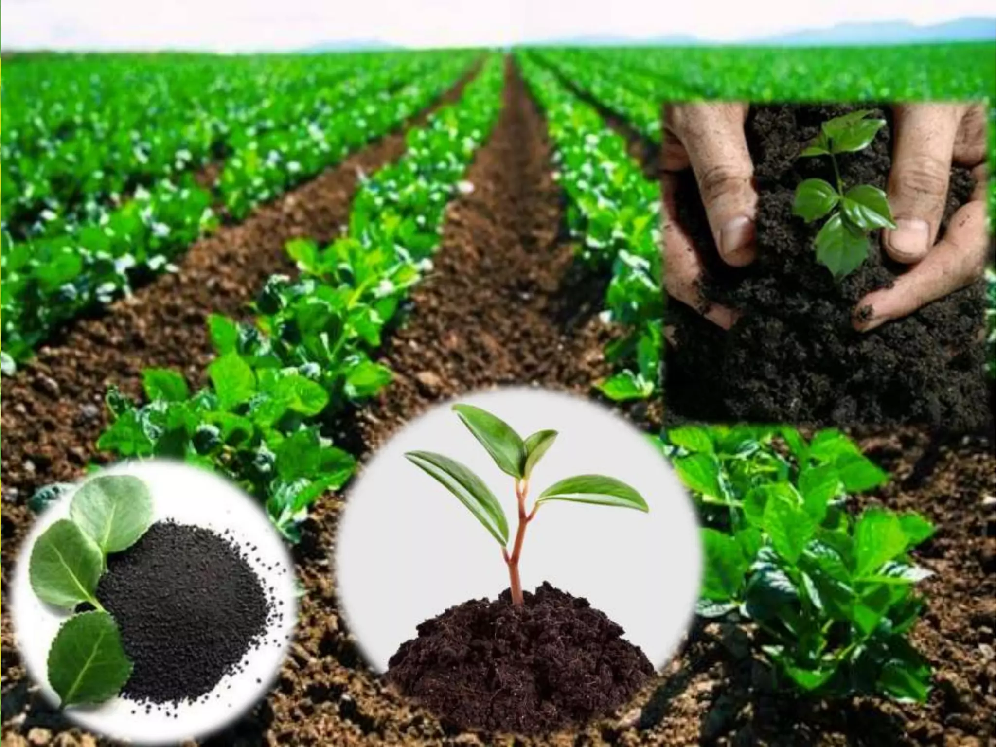 Production of Biofertilizers and Organic Farming - Food and Agriculture ...