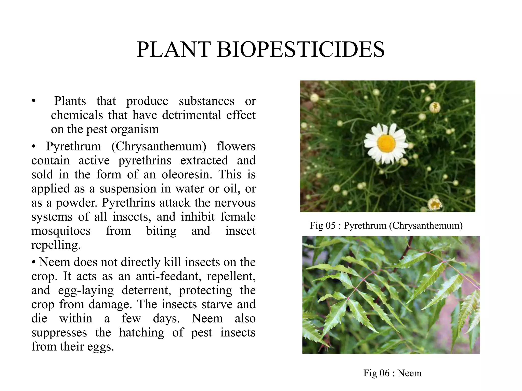 Production of biopesticides | PPTX