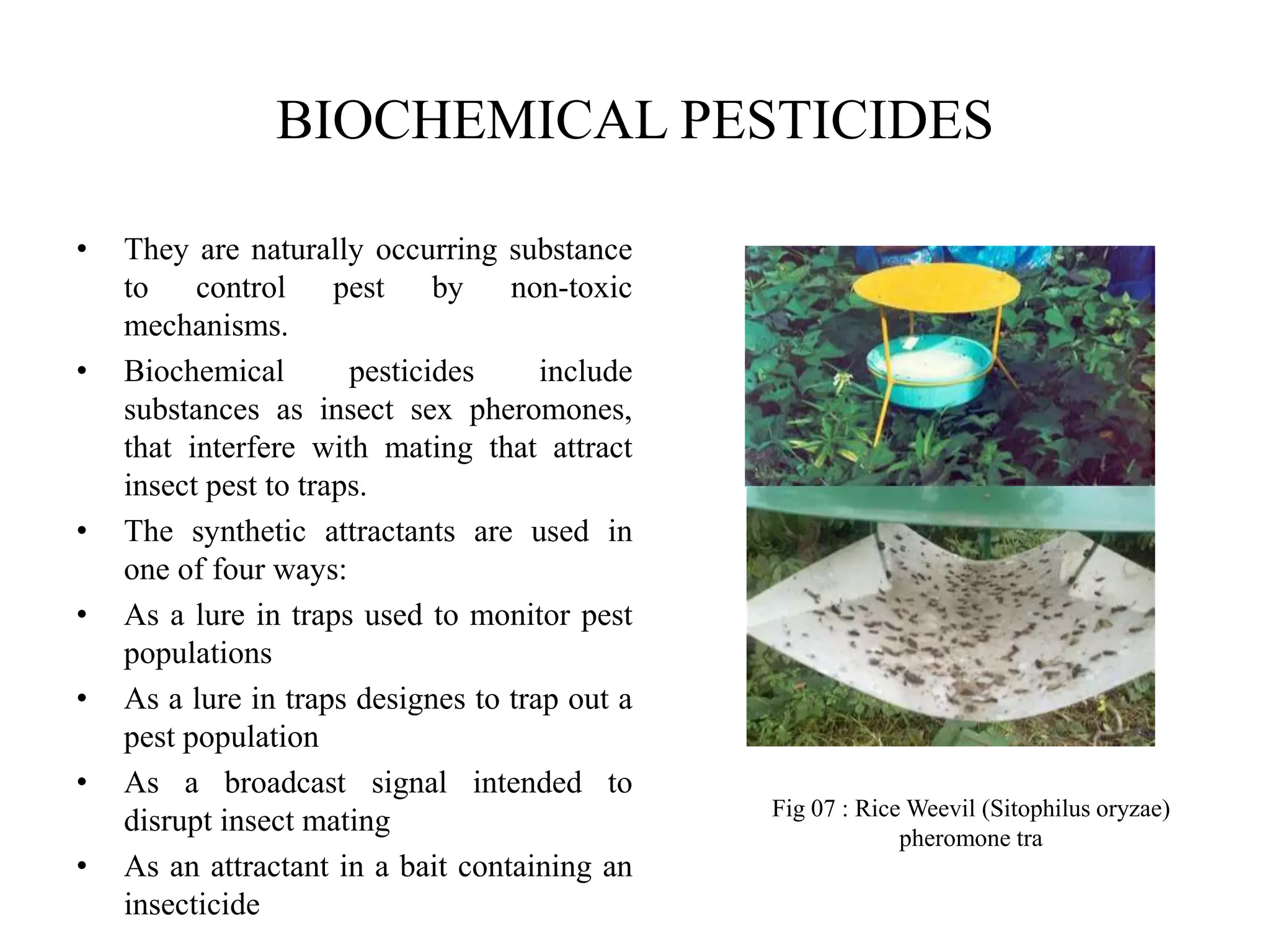Production of biopesticides | PPTX