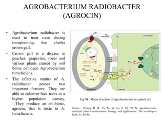 Production of biopesticides | PPTX