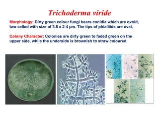 preparation and Production of Biopesticides.ppt
