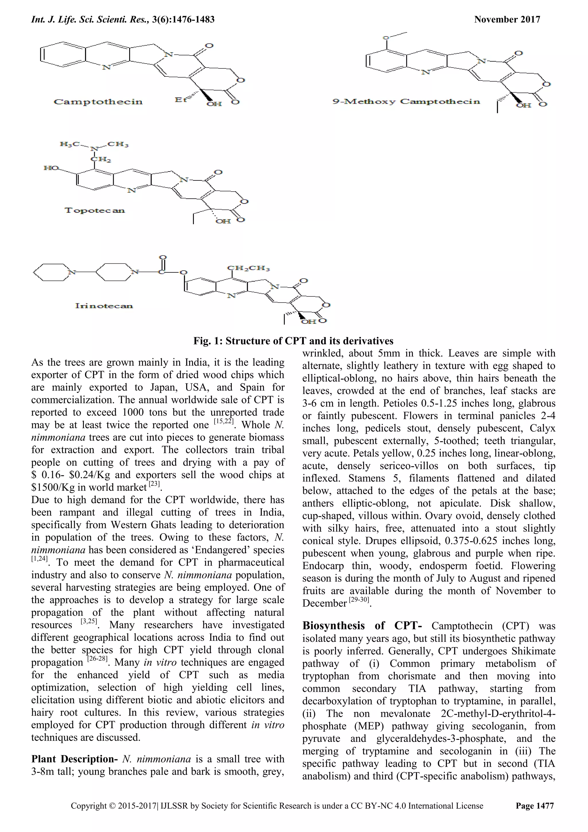 Production of Camptothecin from Nothapodytes nimmoniana: An Overview | PDF