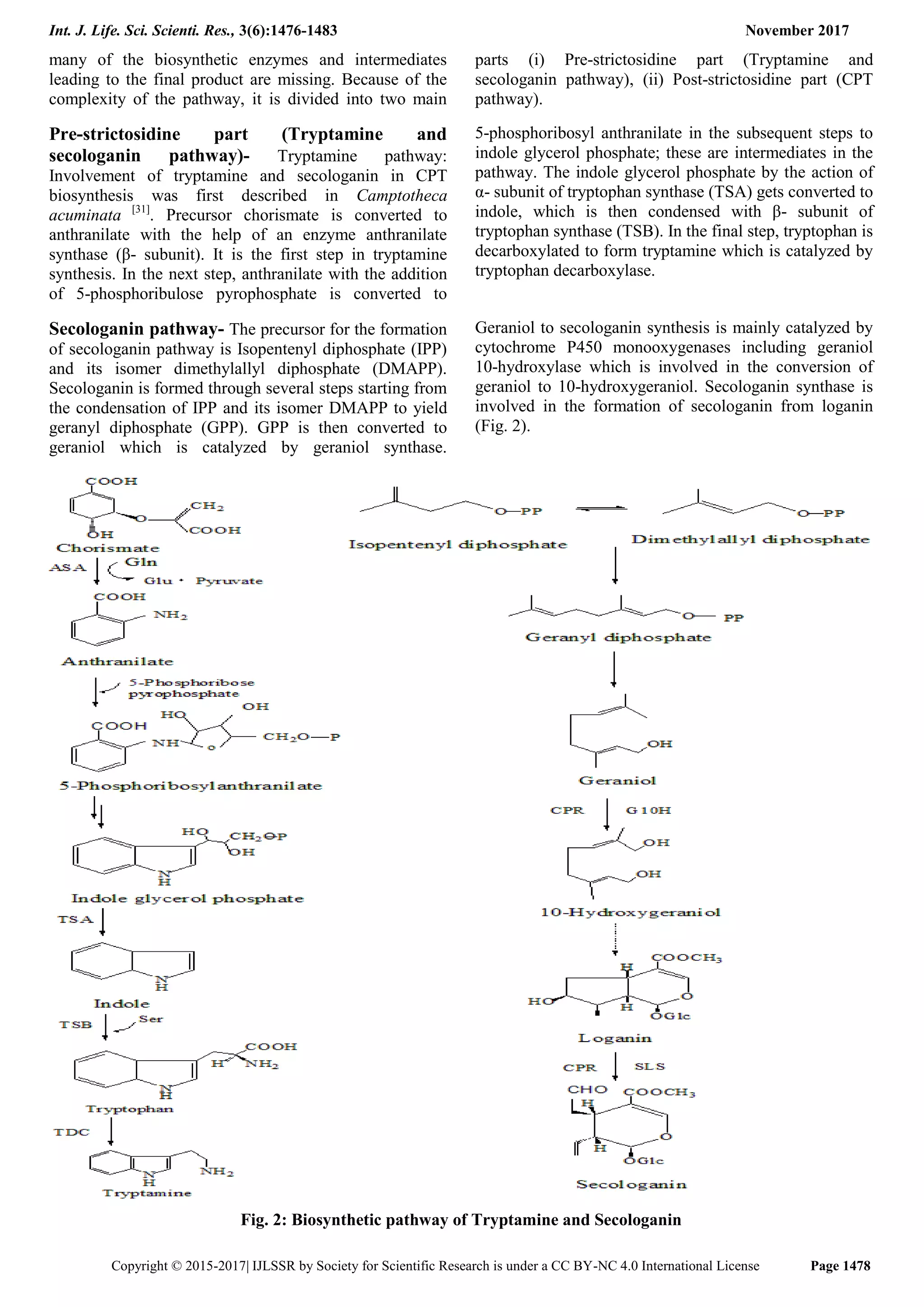 Production of Camptothecin from Nothapodytes nimmoniana: An Overview | PDF