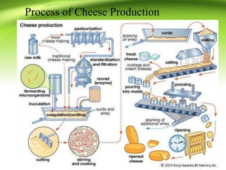 Production of cheese | PPTX
