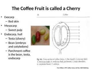 production of coffee.pptx in india and local | PPTX