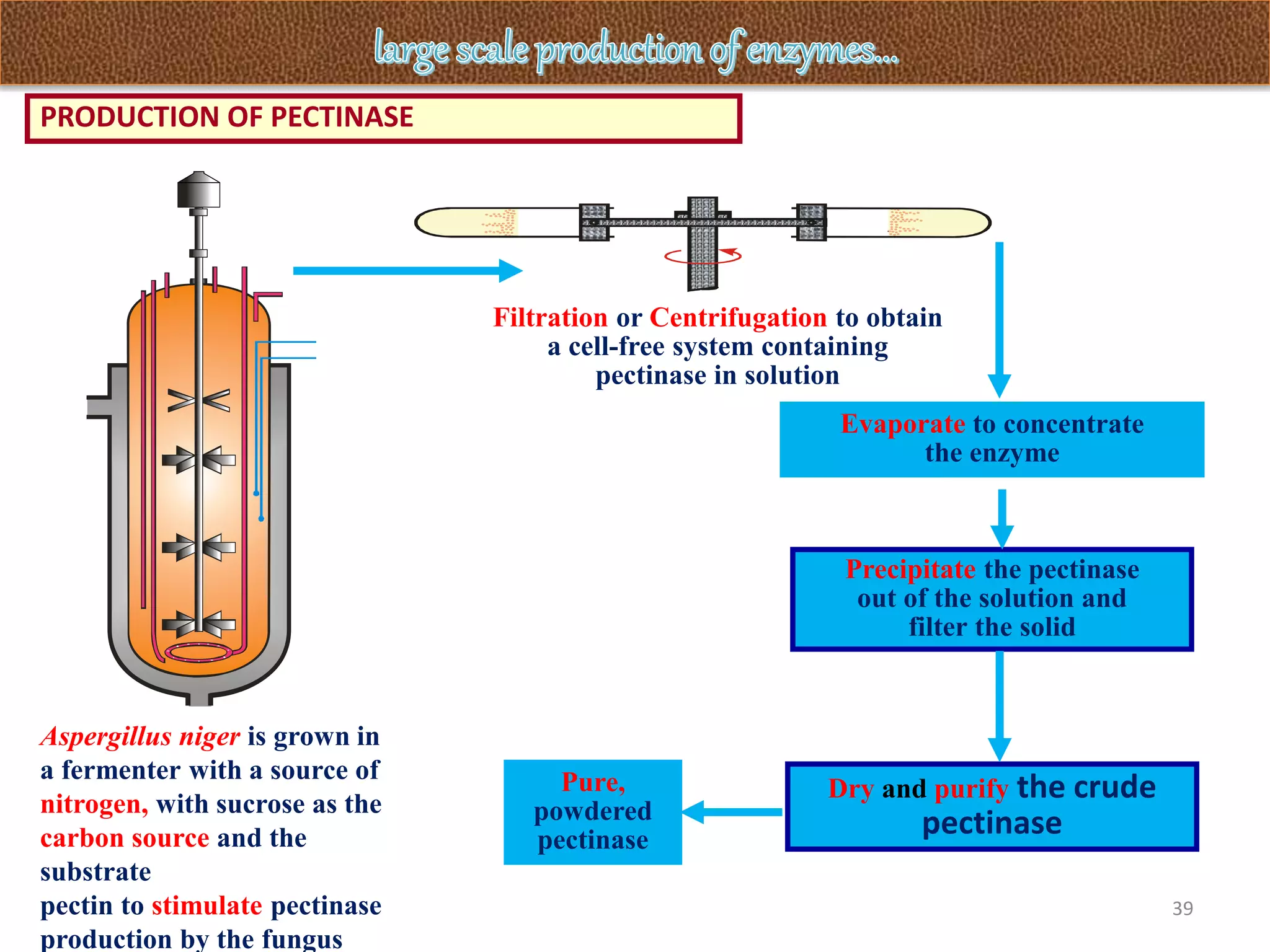 Production of enzyme | PPTX