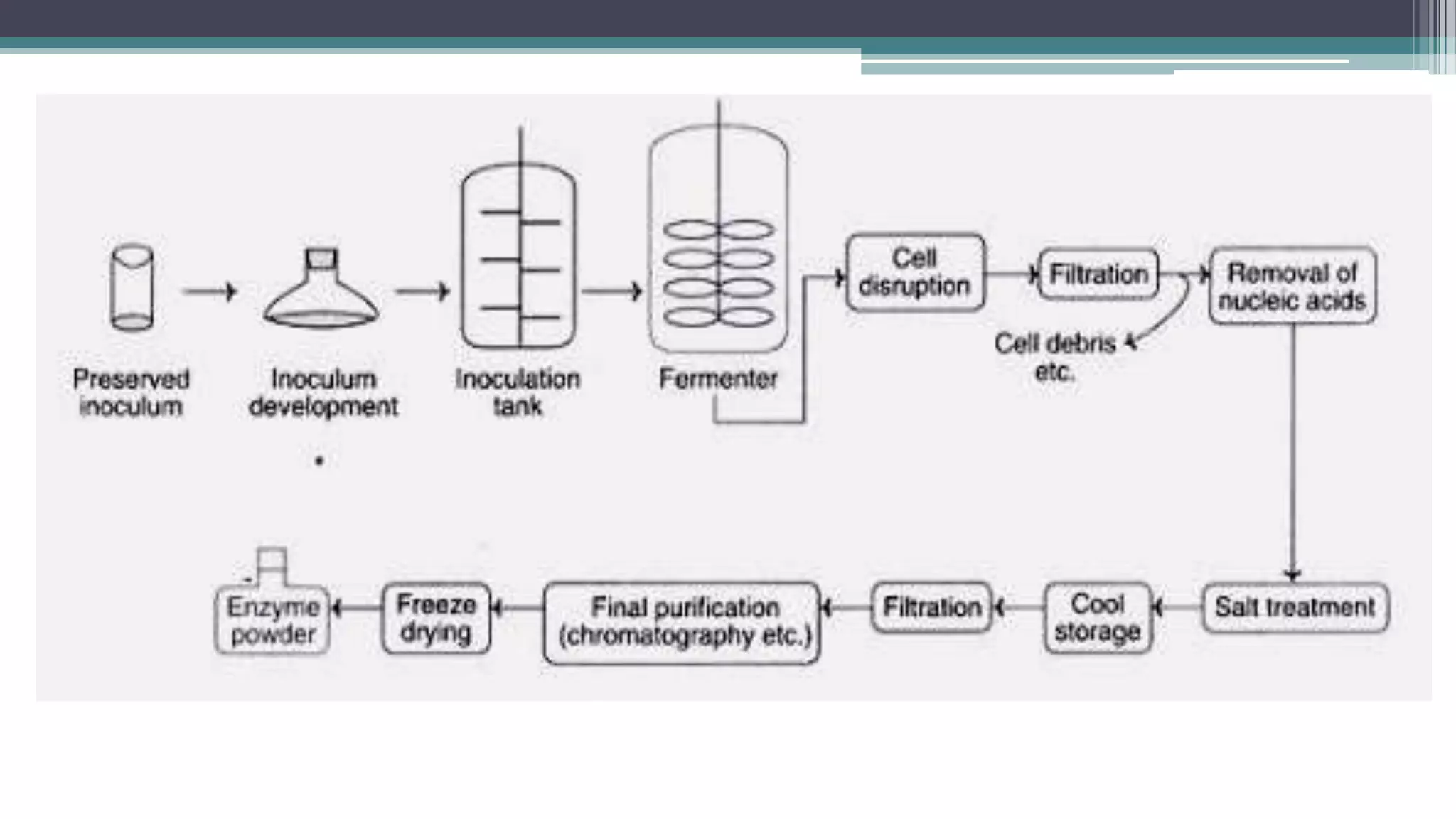 Production of enzymes | PPTX