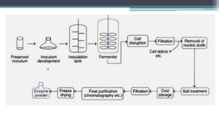 Production of enzymes | PPTX