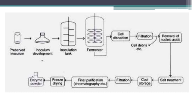 Production of enzymes | PPTX | Chemistry | Science