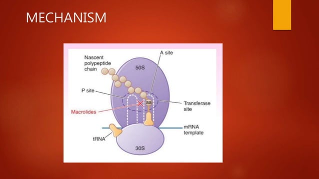 Production of erythromycin | PPTX | Chemistry | Science
