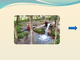 Production of fish in paddy field of bangladesh | PPTX