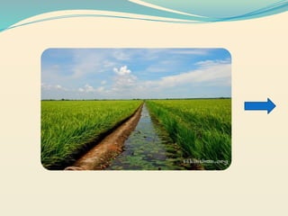 Production of fish in paddy field of bangladesh | PPTX