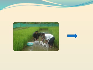 Production of fish in paddy field of bangladesh | PPTX