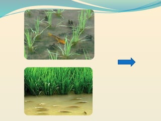 Production of fish in paddy field of bangladesh | PPTX