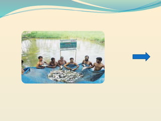 Production of fish in paddy field of bangladesh | PPTX