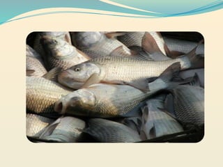 Production of fish in paddy field of bangladesh | PPTX