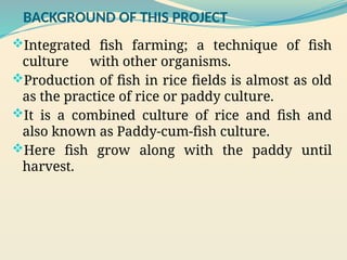 Production of fish in paddy field of bangladesh | PPTX