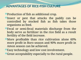 Production of fish in paddy field of bangladesh | PPTX