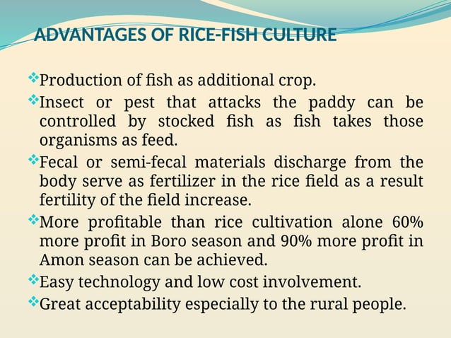Production of fish in paddy field of bangladesh | PPT