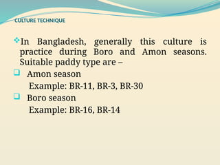 Production of fish in paddy field of bangladesh | PPTX