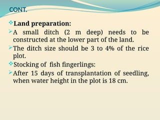Production of fish in paddy field of bangladesh | PPTX