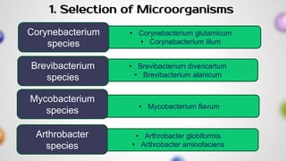 Production of Glutamic acid.pptx