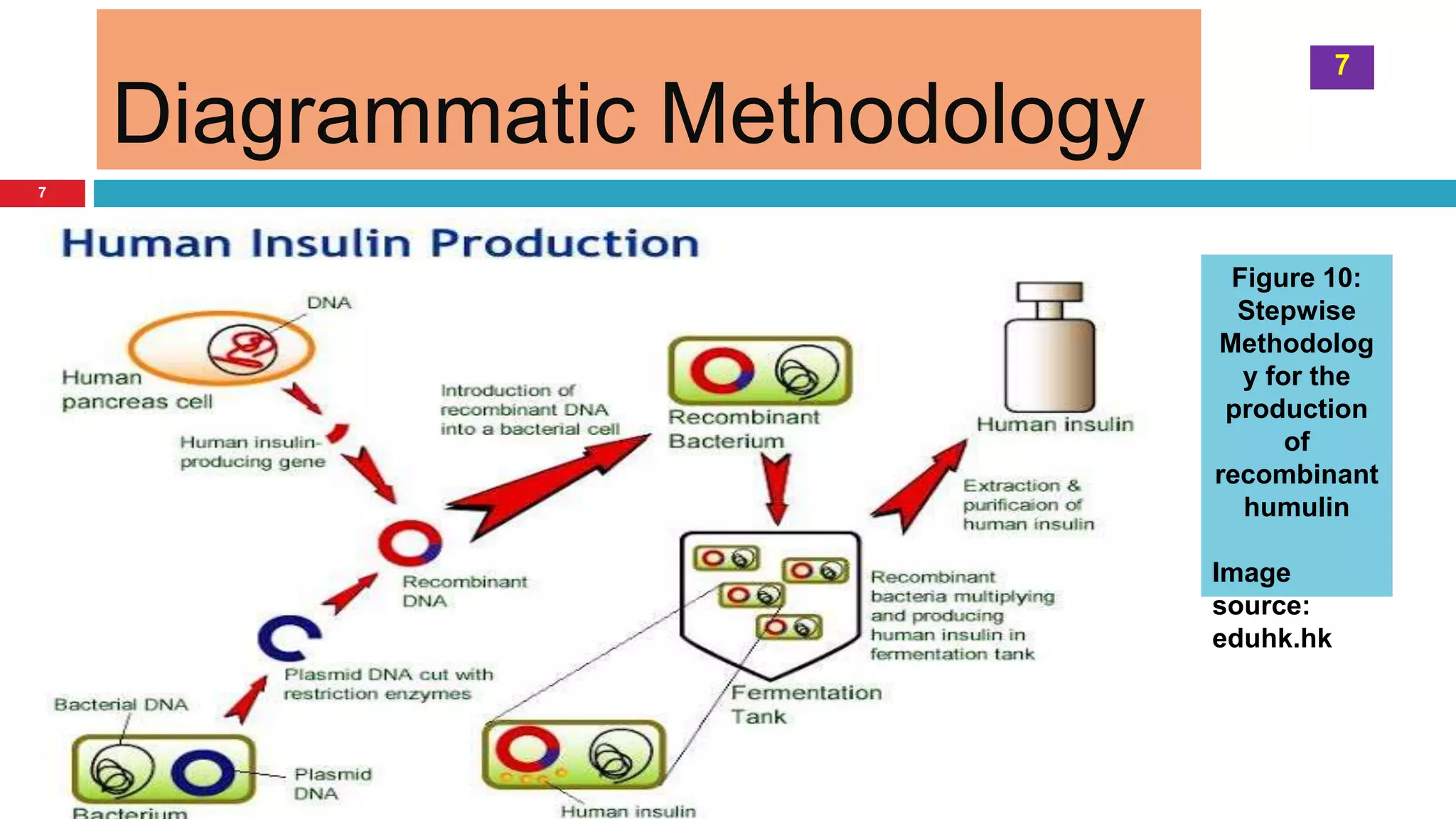 ProductionofHumanInsulinHormoneHumulinthroughGeneticEngineeringUsingEsc ...