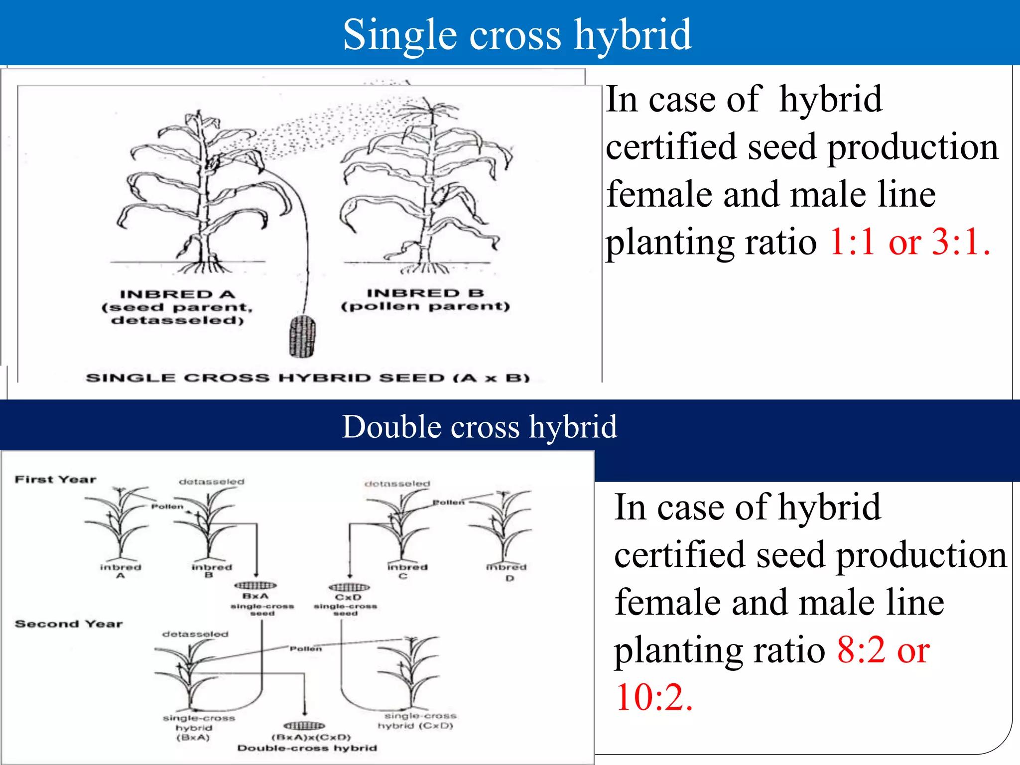 Plant Breeding: The Process of production of inbred lines & hybrid ...