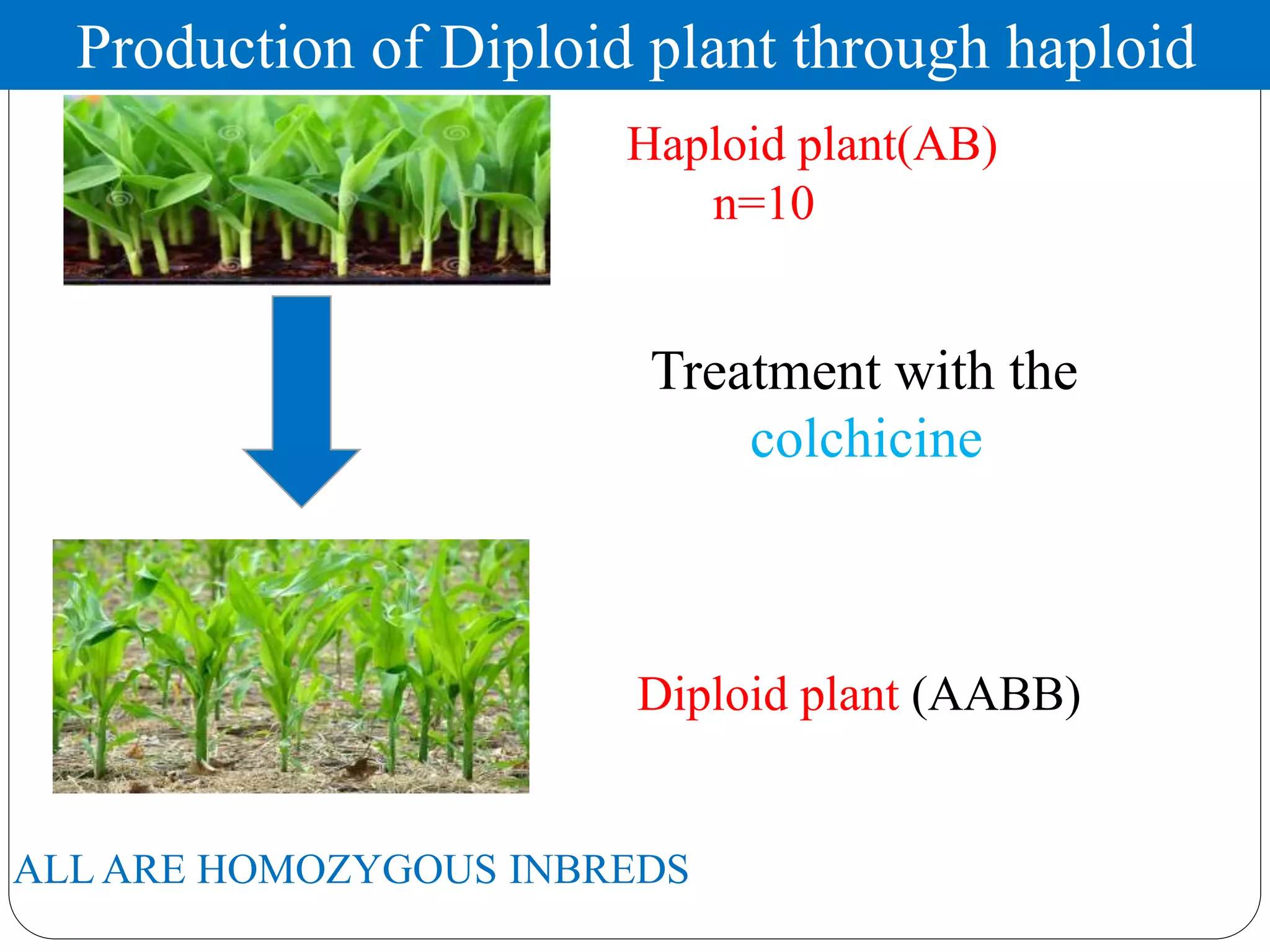 Plant Breeding: The Process of production of inbred lines & hybrid ...