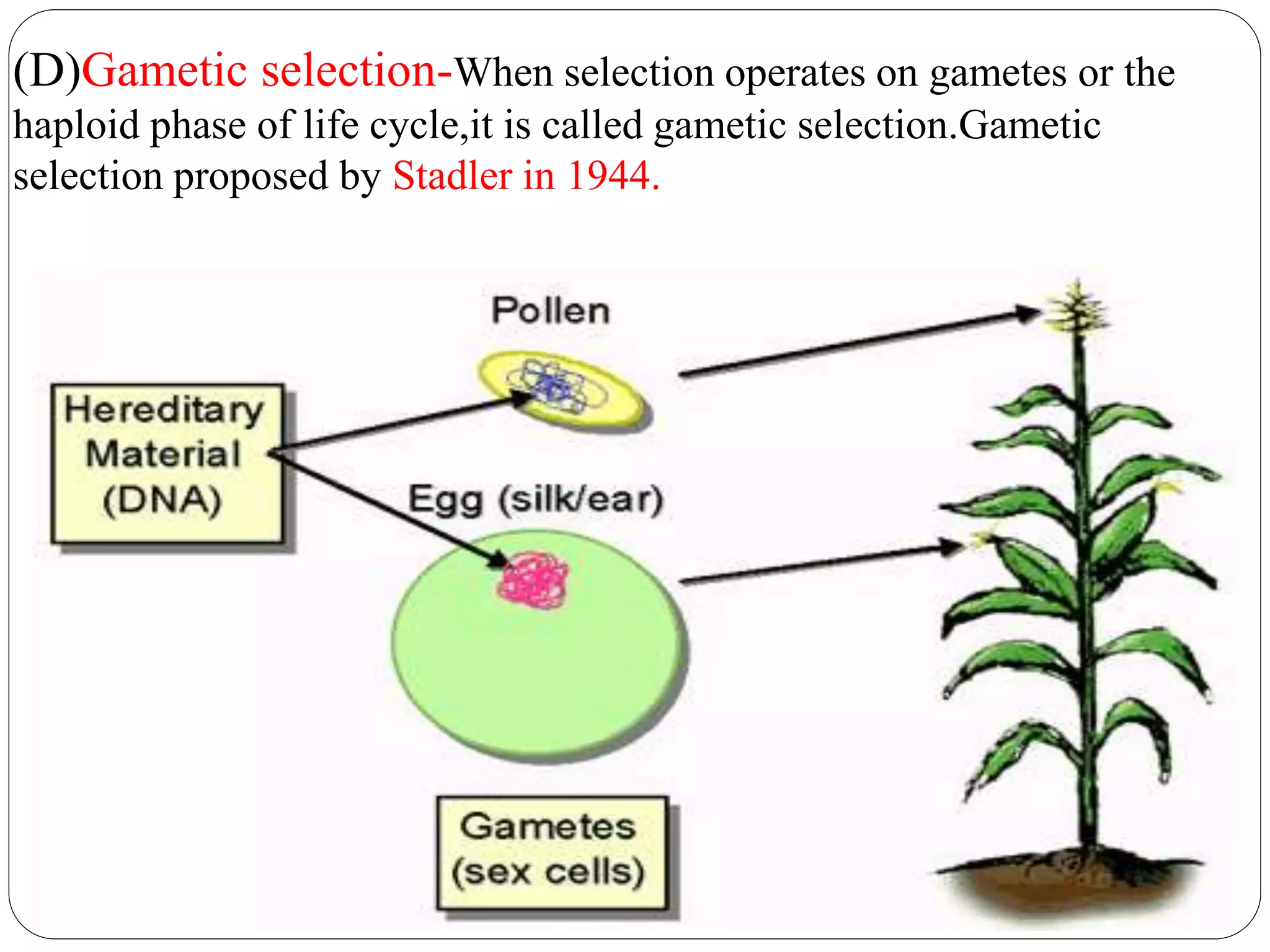 Production of inbred lines & hybrid variety | PPT