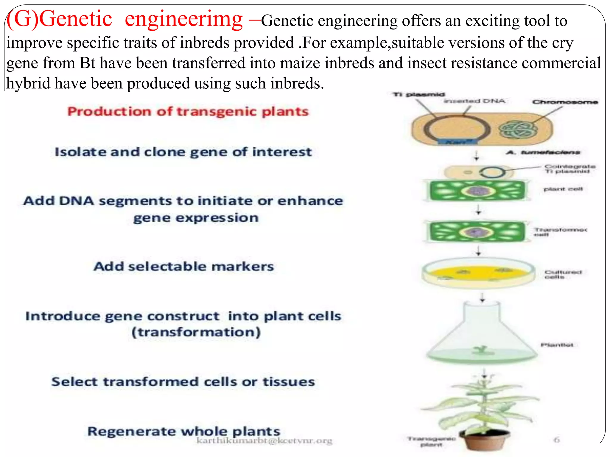 Production of inbred lines & hybrid variety | PPT