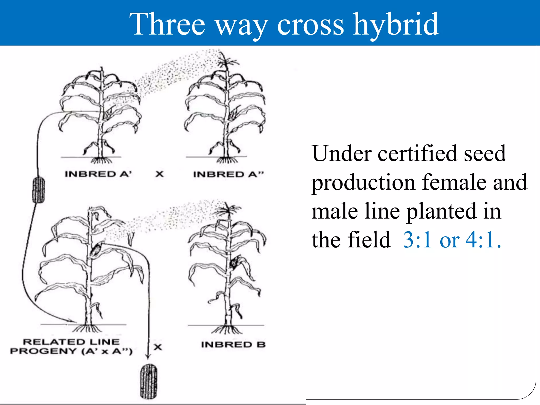 Production of inbred lines & hybrid variety | PPT
