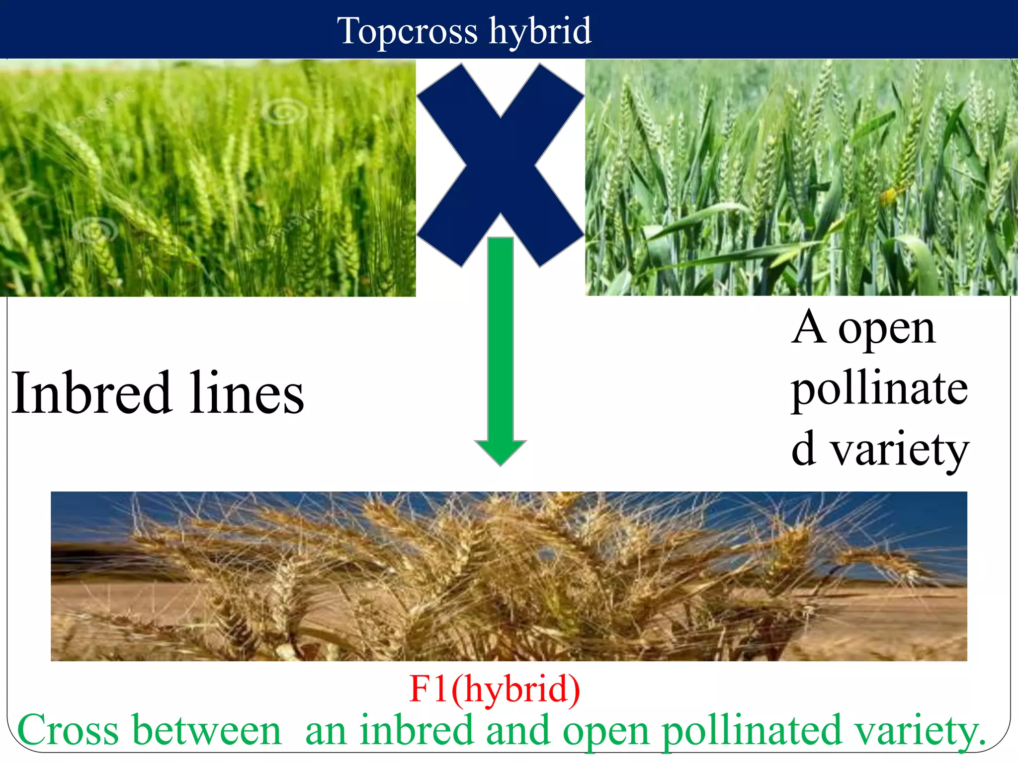 Production of inbred lines & hybrid variety | PPT