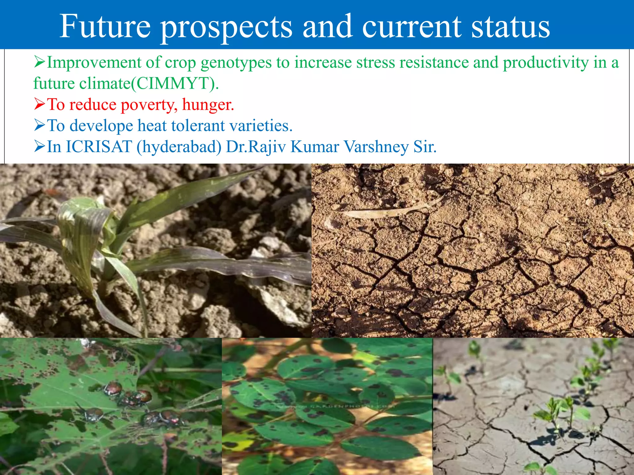 Production of inbred lines & hybrid variety | PPT