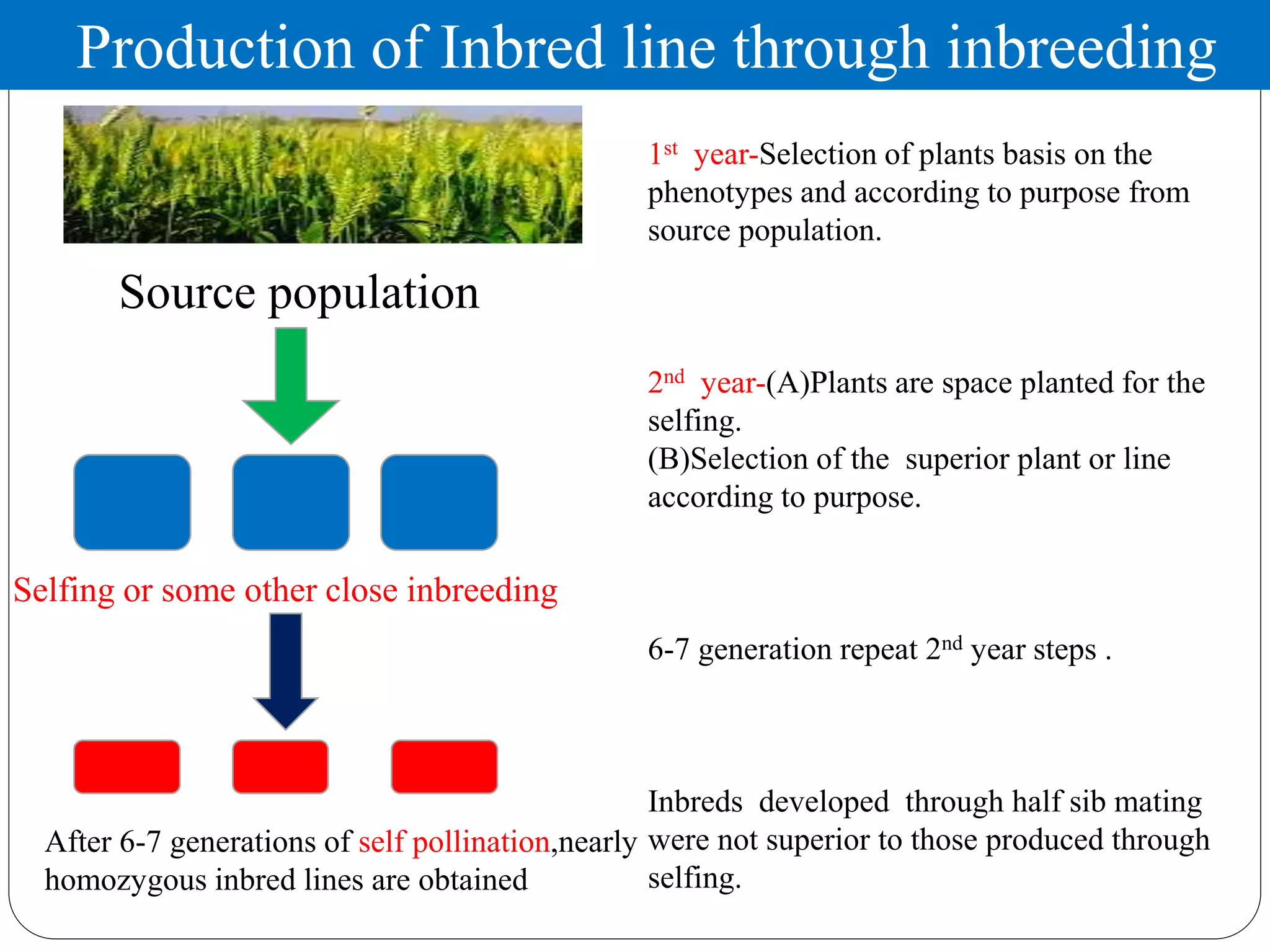 Production of inbred lines & hybrid variety | PPT