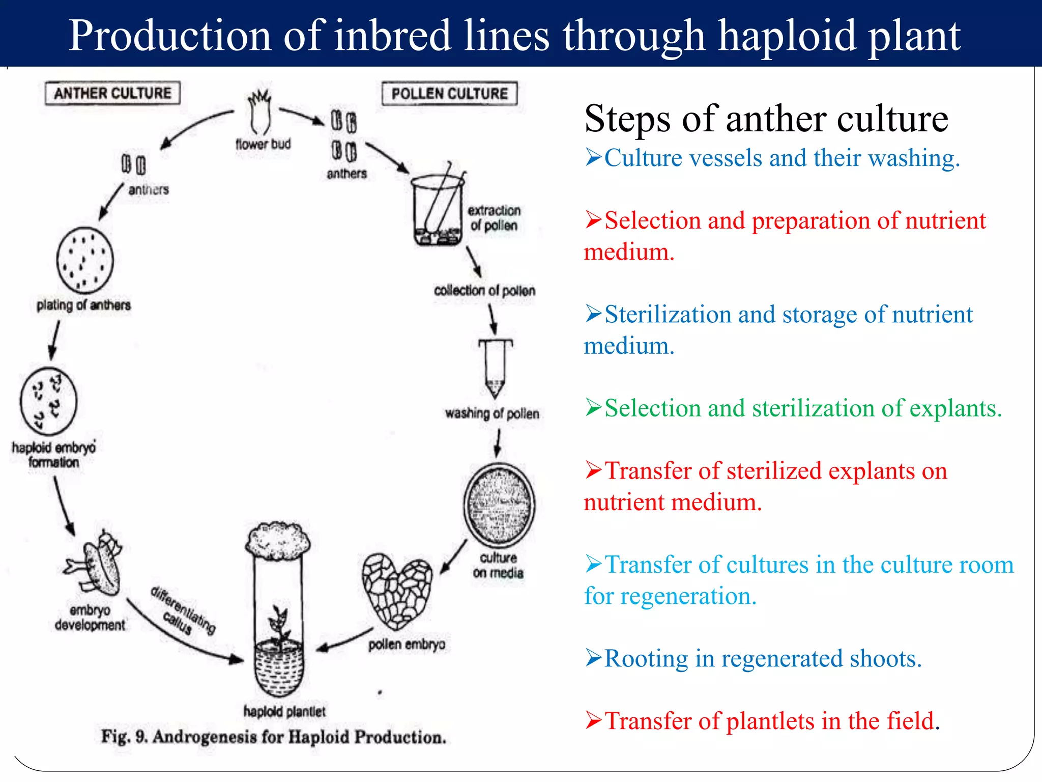 Production of inbred lines & hybrid variety | PPT