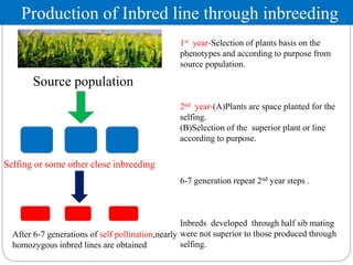 Plant Breeding: The Process of production of inbred lines & hybrid ...